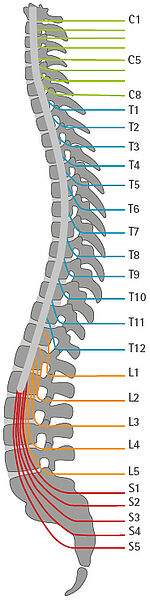 Paraplegia | FIOR & GENTZ
